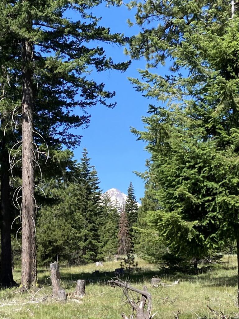 Mount Hood Forest 2-Day Event Recap - Orienteering USA